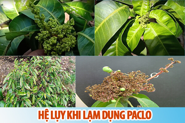 Paclo là gì? Ảnh hưởng như thế nào đến cây trồng? Cách giải độc Paclo ...